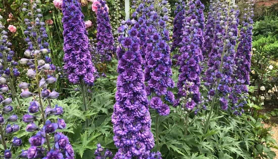 Guided Group Garden Holiday to East Anglia - Escorted Tours Included